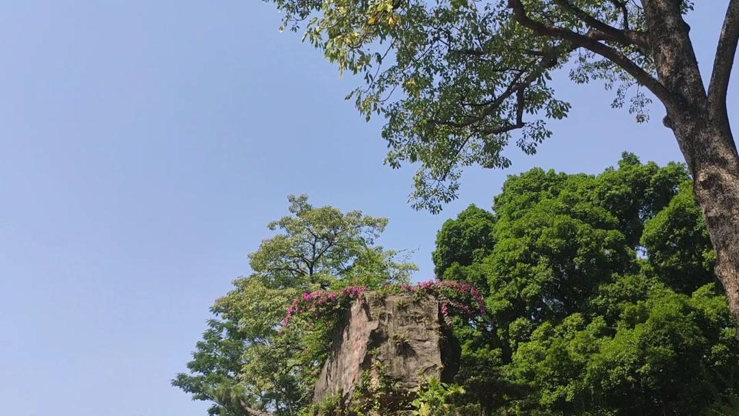 鸟儿飞舞,树枝迎风摇摆