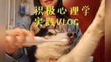 【积极心理学实践VLOG#1】用英语电台、狗子、冥想等素材实践积极...