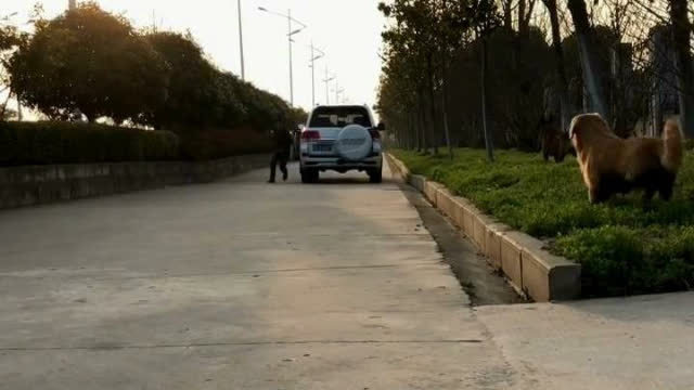 马犬带金毛出去打架,主人在门口守着它俩
