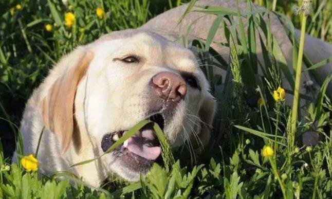 这只狗是在干什么?随着主人的一声令下,谜底才被揭开