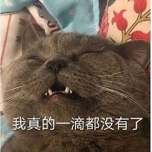 飞翔的猕猴桃 