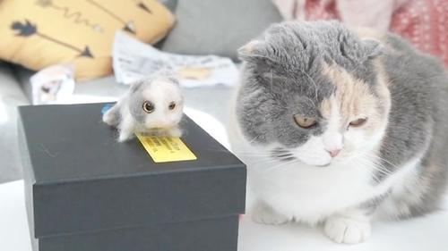 客人用猫毛做了一只猫,猫咪看到后一脸懵:这是我生的崽吗?