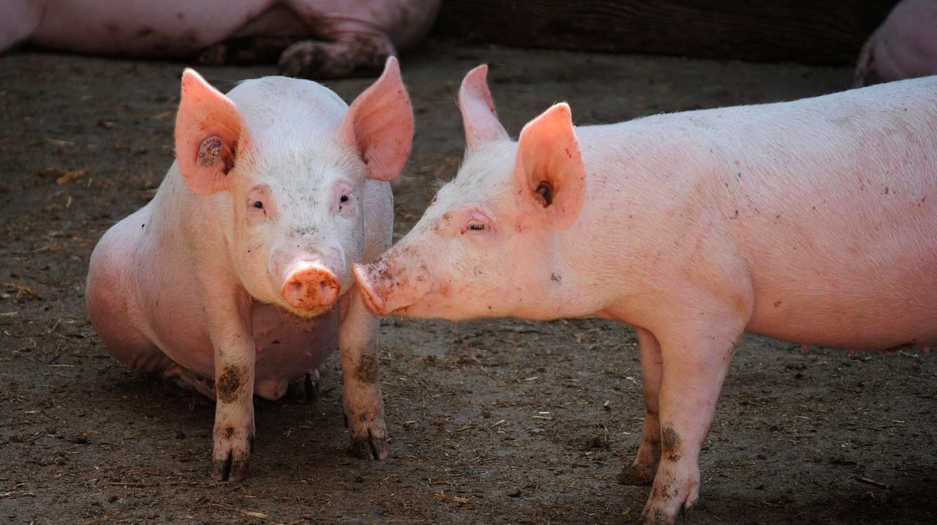 猪价变脸预警凸显!行情或将进入震荡走跌的周期