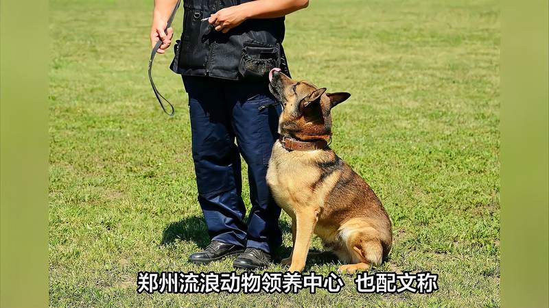 郑州狗主悬赏1000万人民币寻狗