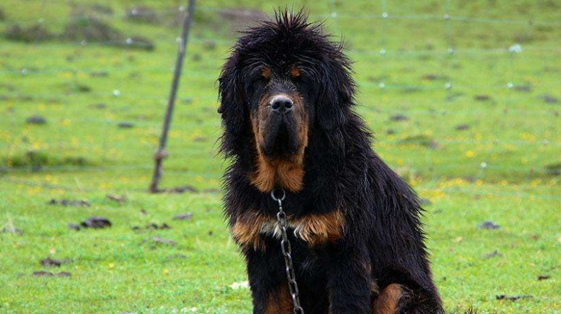 动物世界斗狗:藏獒激战苏联红,斗的非常激烈