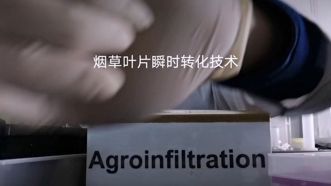 烟草瞬时转化 农杆菌转化烟草 蛋白定位 基因工程
