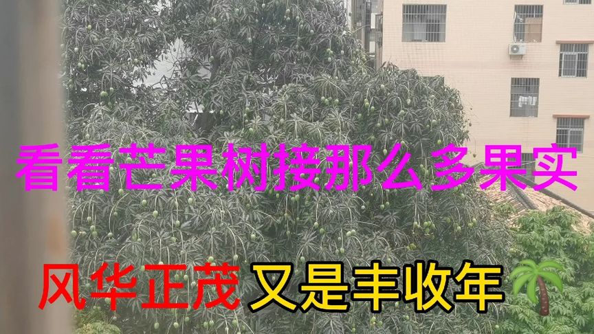 今天看到这芒果树结得那么多芒果,又是丰收年ߑ�ߑ�✍