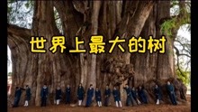 世界上最大的树!