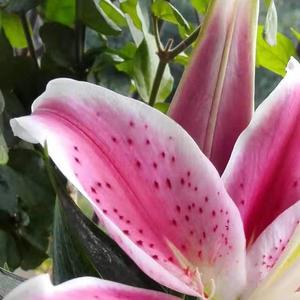 天津妞妞妈的美食日常 