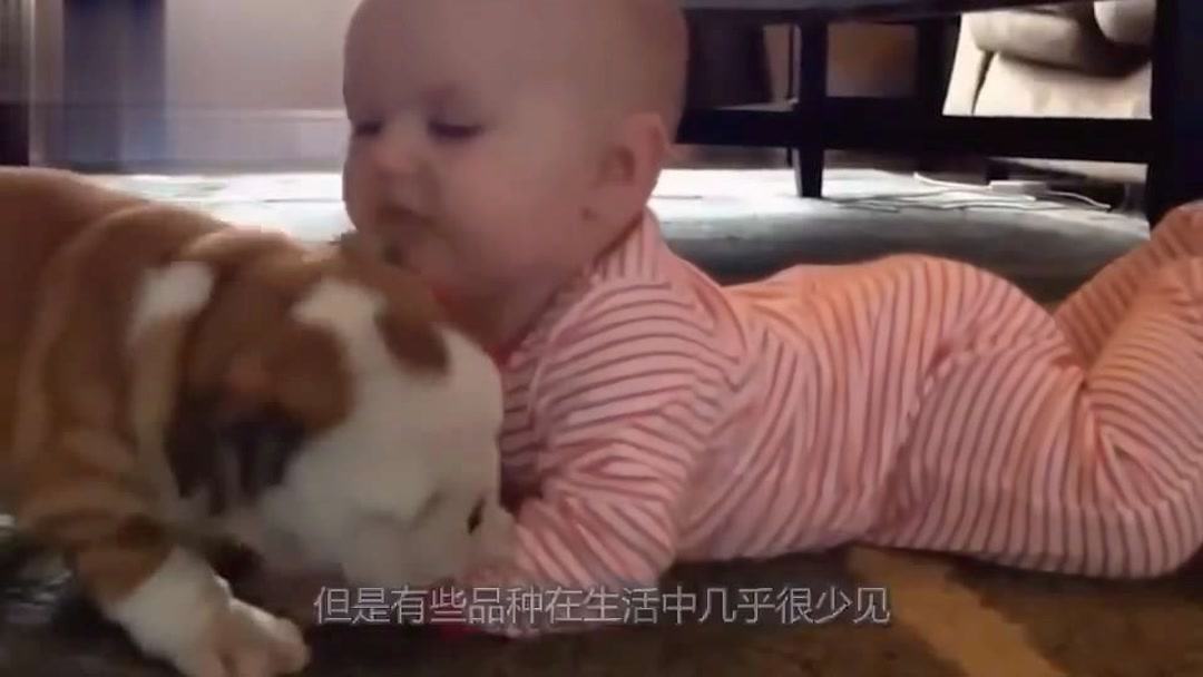 全球最贵狗狗排名,藏獒位居第三,阿富汗猎犬以完美颜值获得第一