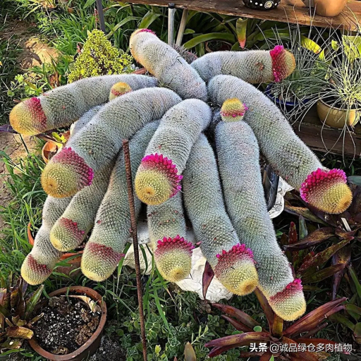 诚品绿仓多肉学院 