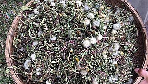 蒲公英泡水喝是有讲究的, 这样泡着喝, 可以养肝护肝