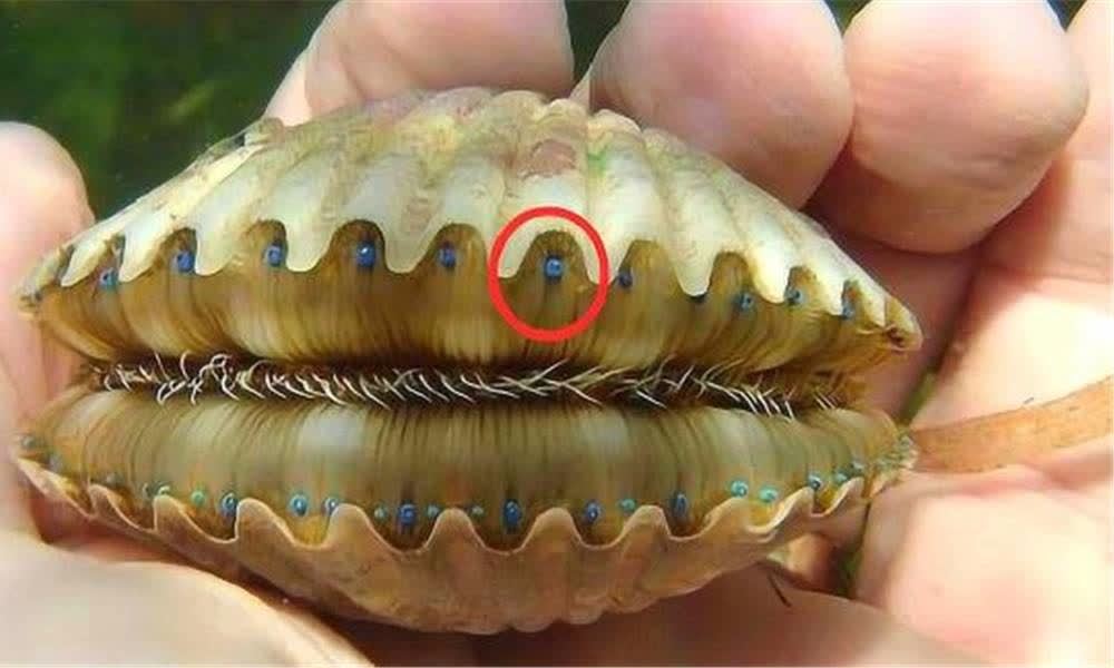 扇贝真的有眼睛吗?显微镜放大100倍后,小伙发现其中“异物”!