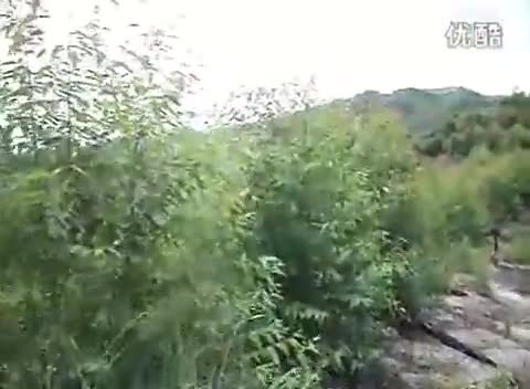 南北斗龙穴风水峦头视频实拍:从穴入首往回拍父毋山的脉行走