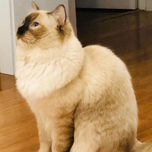 我的大猫叫狗狗 
