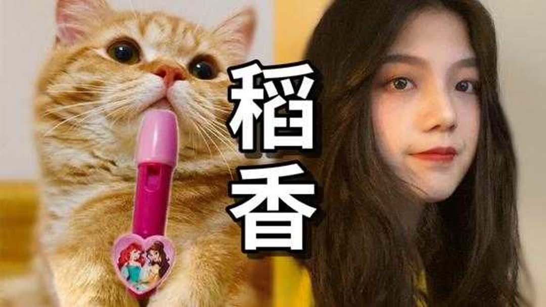 周杰伦《稻香》!猫和甜美小姐姐的梦幻联动!