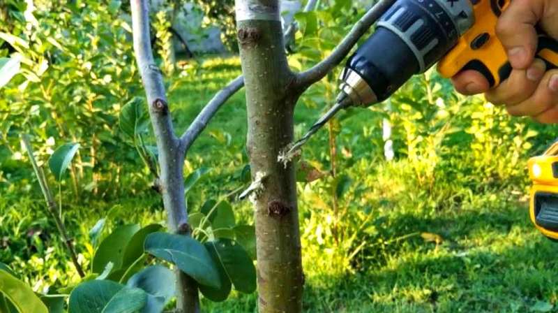 手电钻直接在树皮上打孔,这样嫁接都能活,简直是开挂了