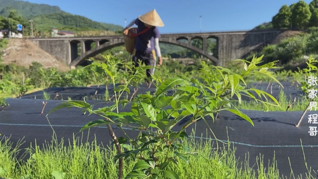 张家界莓茶,带大家看看!
