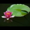 莲花藏55699868 