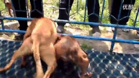 比特犬打架血管爆裂的瞬间 比特犬 打架 藏獒 咬死