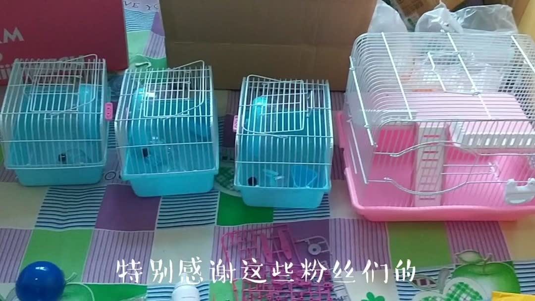 仓鼠硕硕第1次收到粉丝的礼物,一下子还2个,好开心,好嗨哟!