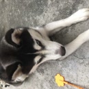 窜稀老哥 
