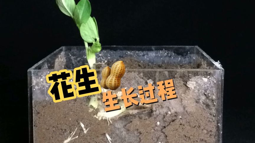 花生ߥ�生长过程
