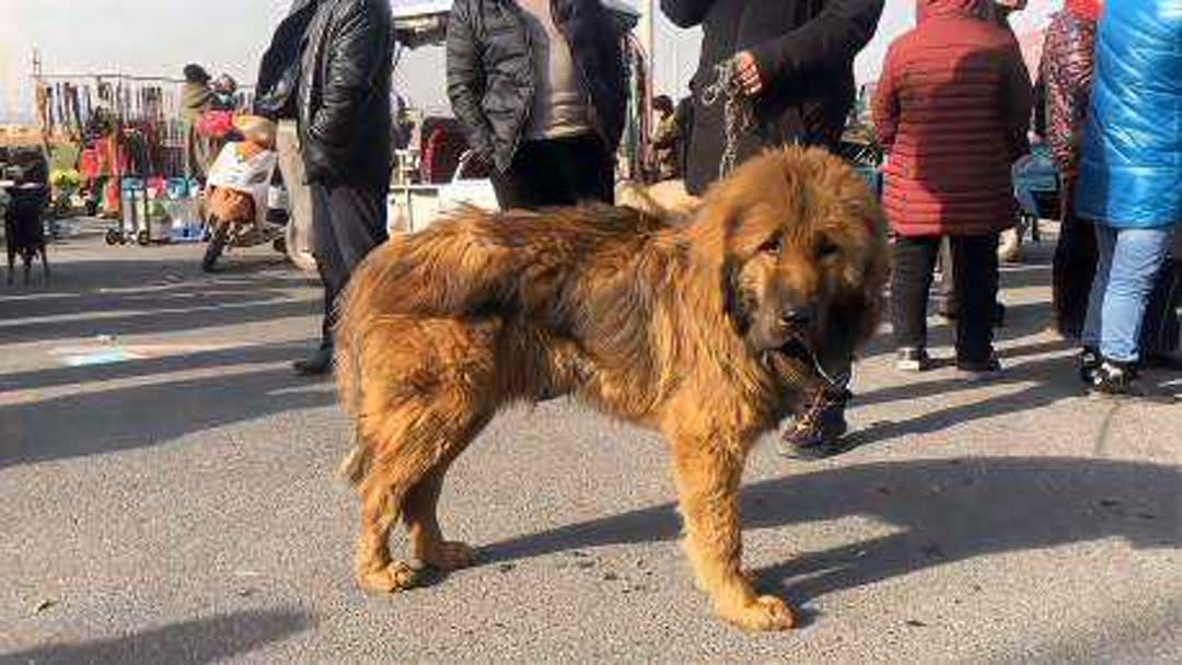曾经的“东方神犬”藏獒,被人们吹捧上了天,而如今却无人问津