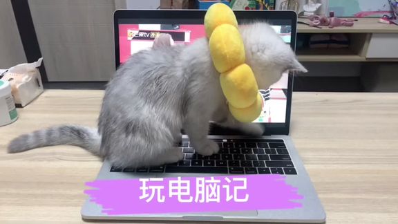 #萌宠出道计划 #铲屎官的乐趣 下次给你安排个电脑好了