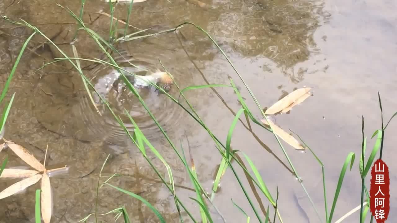 这条鱼一直浮浮沉沉,难道是生病了