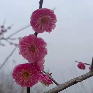 老占的生活日记 