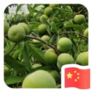 小波李子苗基地 