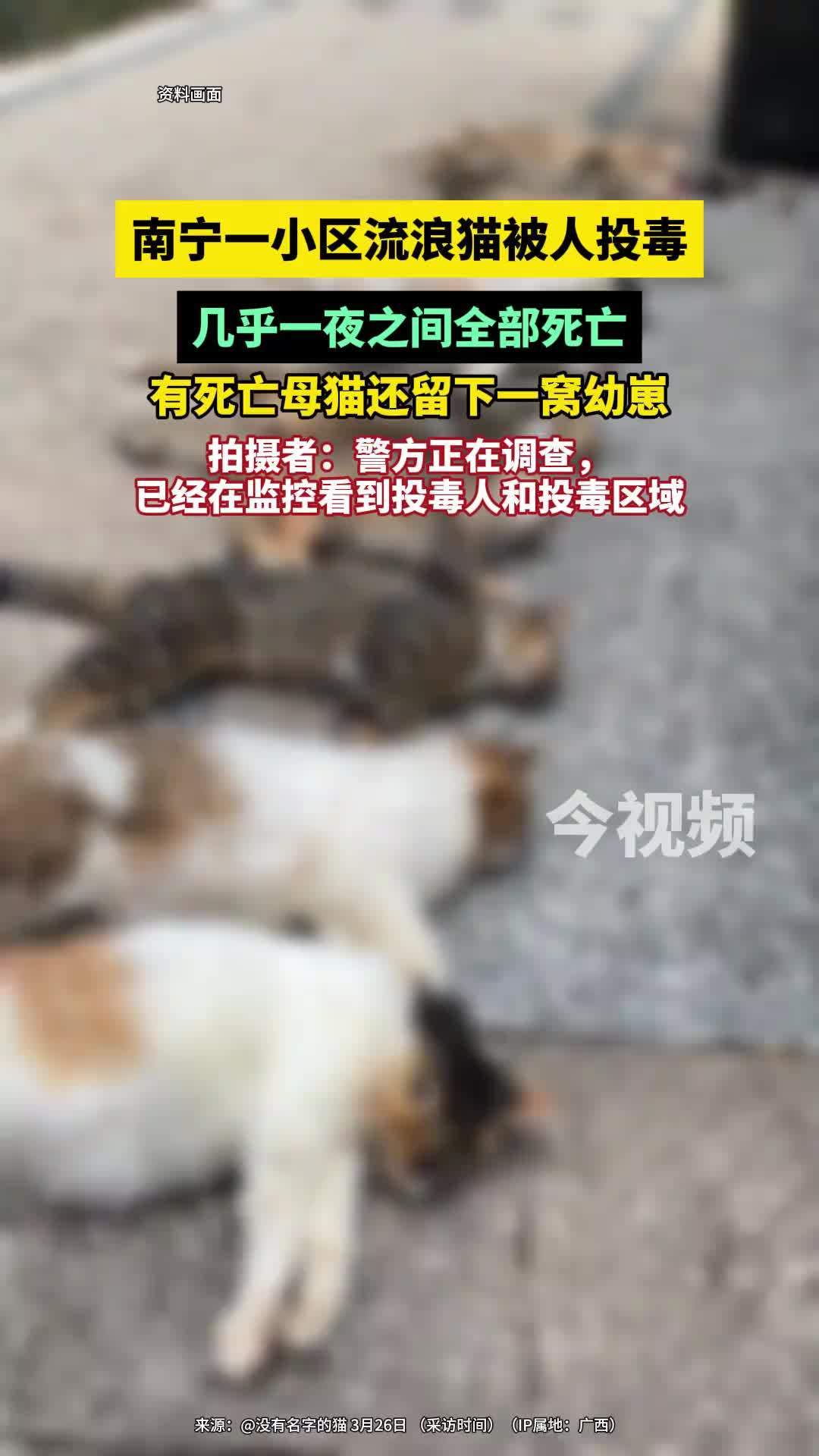 南宁一小区流浪猫被人投毒,几乎一夜之间全部死亡
