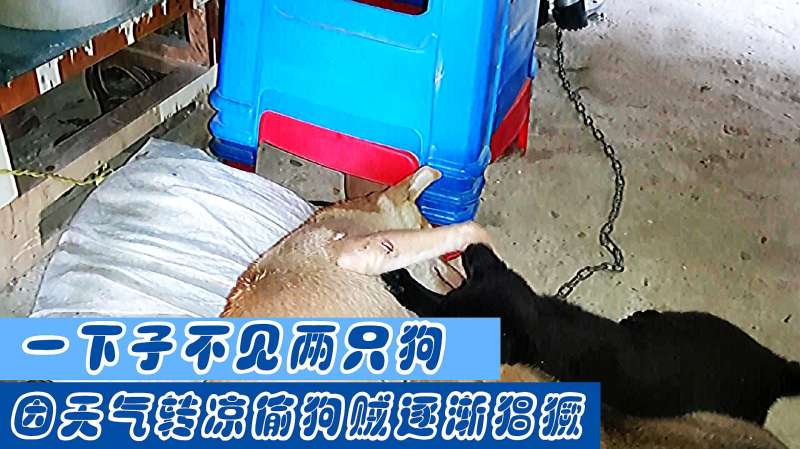 注意:天气转凉,偷狗贼猖獗,大家要注意拴着自家狗狗