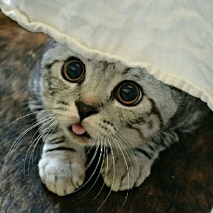 猫哥哥家de城堡 