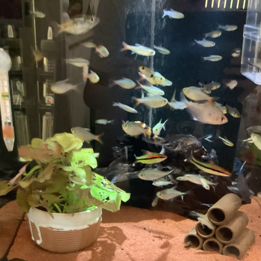 睡在鱼缸里的天蝎座 