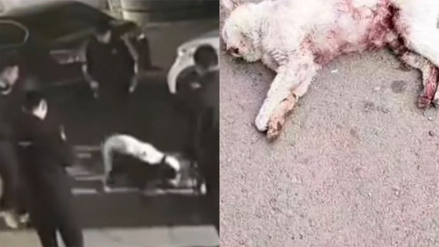 6男子深夜斗狗拍视频取乐,流浪猫被猎犬撕咬致死,警方回应