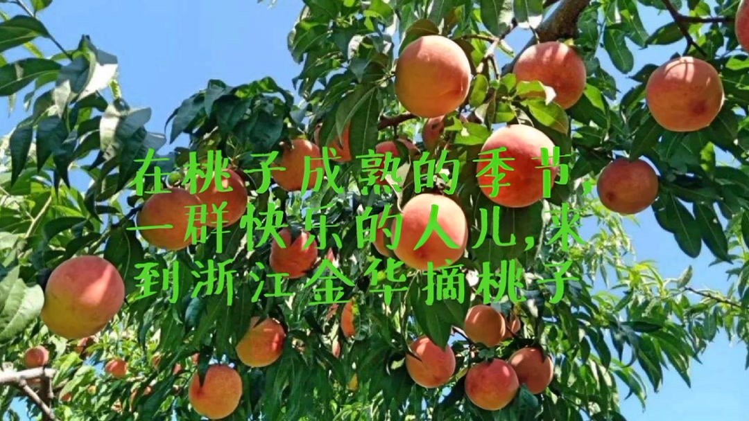 在桃子成熟的季节,一群快乐的人儿,来到浙江金华摘桃子