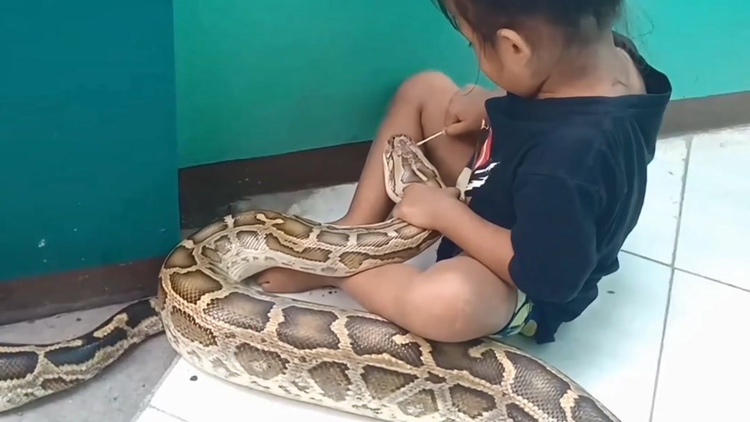 画面温馨!3岁女孩化身“医生” 为4.5米患口腔溃疡巨蟒上药