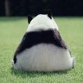 粽子爱熊猫 