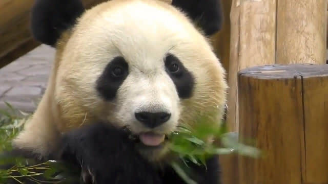 熊猫的表情包又更新了,看到真容的我们直呼太可爱了!