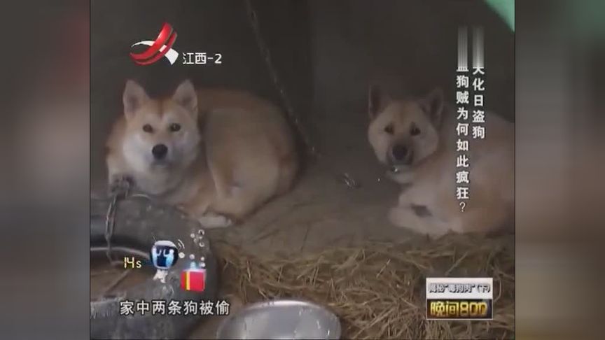 毒狗贼猖獗 光天化日夺狗 轿车后备箱满是狗尸体 狗主人伤心流泪