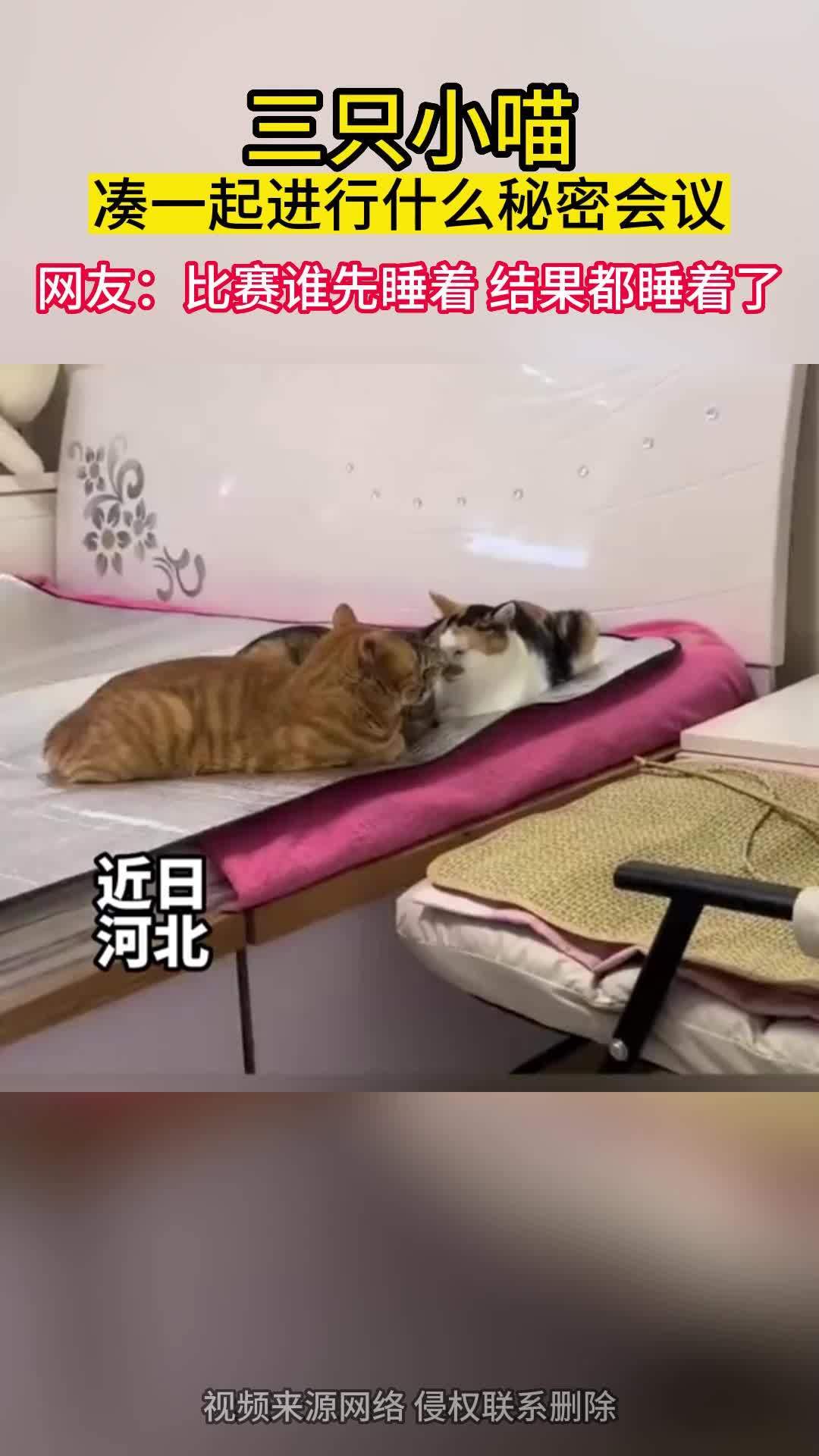 三只小喵凑一起进行什么秘密会议