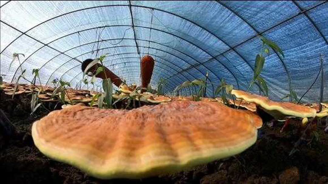 用了一个半月的时间,记录灵芝生长过程,长白山大军拍摄