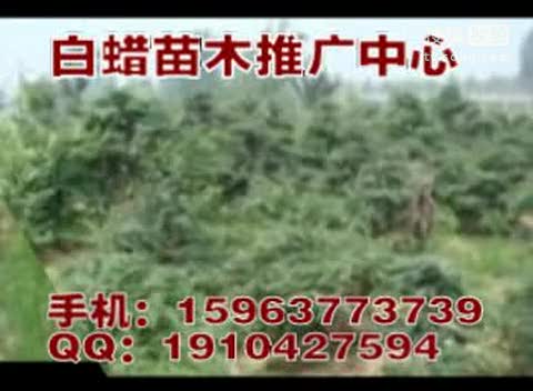拍客:白蜡价格 速生国槐 白蜡苗木基地绿化