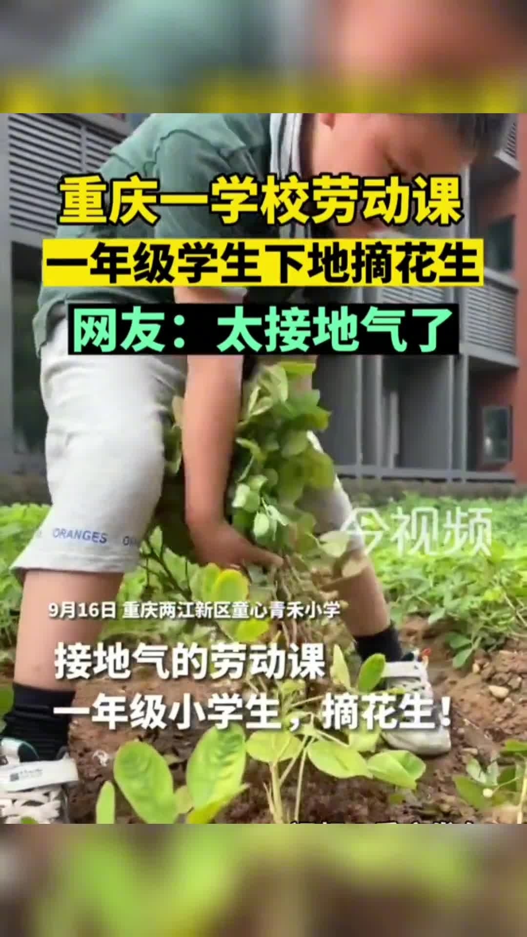 重庆一学校劳动课,一年级学生下地摘花生,网友:太接地气了。
