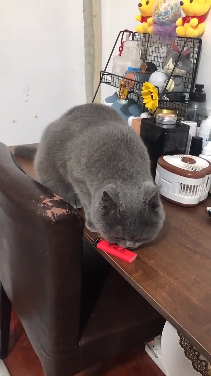 本想梅开二度,没想到暖暖居然暗渡陈仓