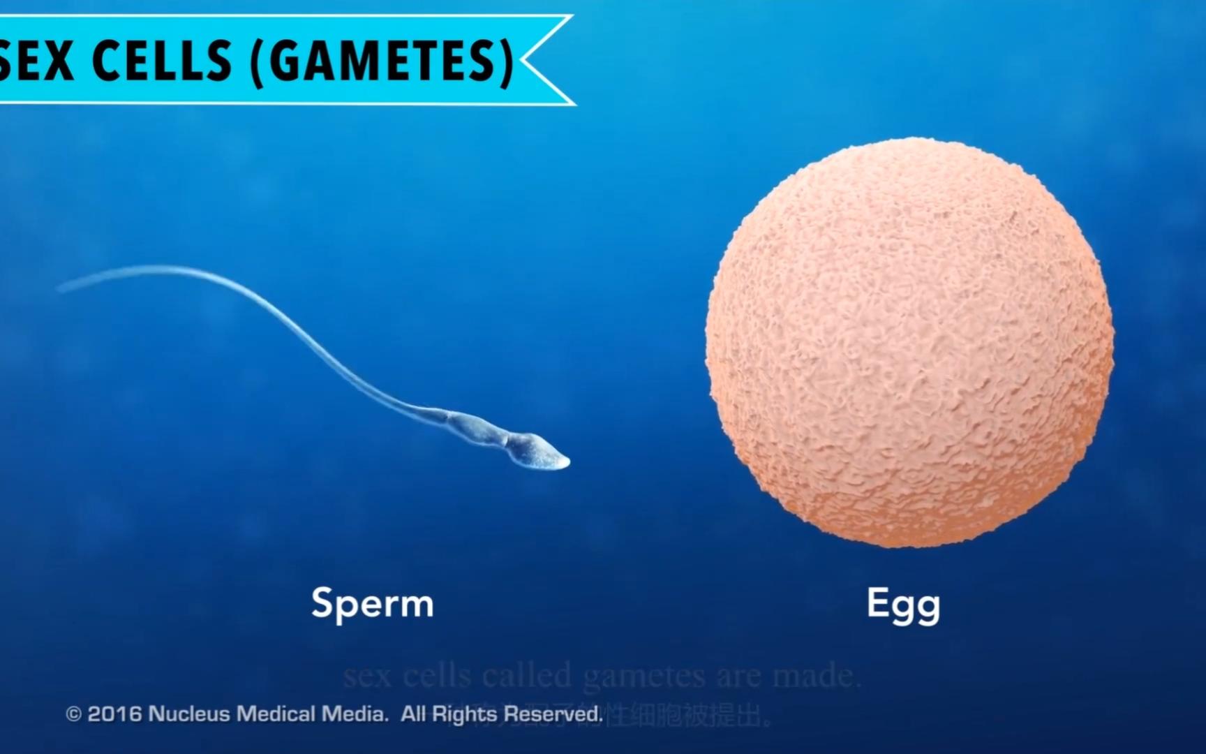 【中英字幕】08 Overview of Cell Division 细胞分裂概述