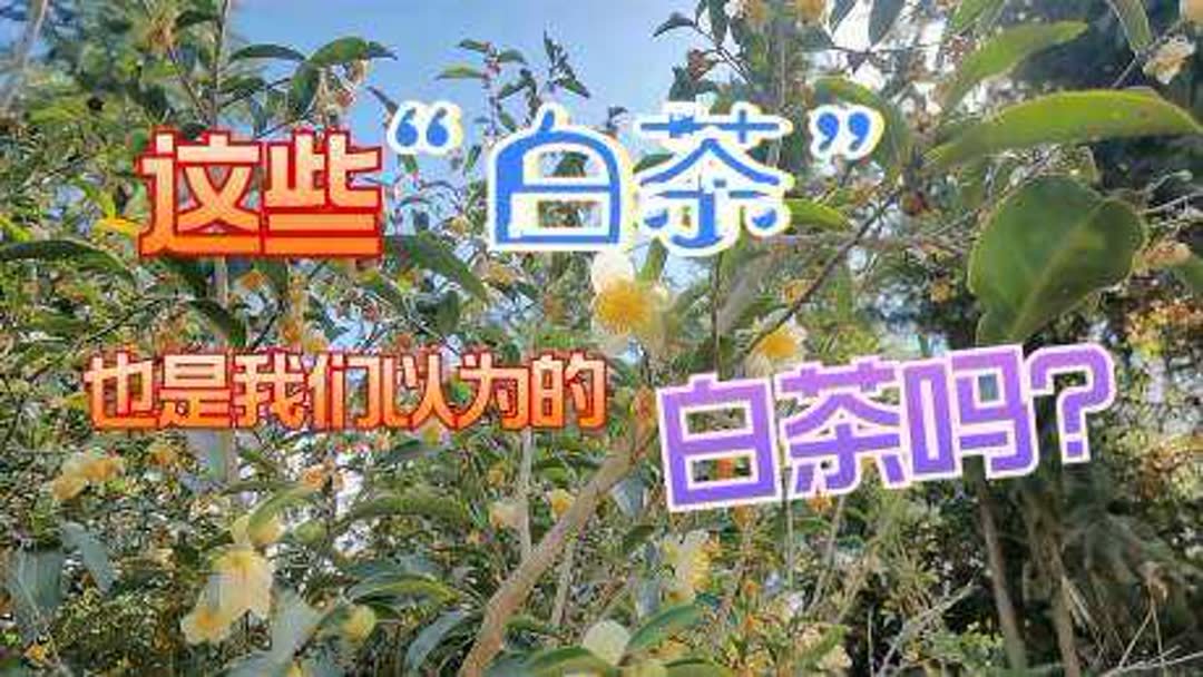 古茶姐姐教你区分白茶,这些“白茶”难道还是我们认为的白茶吗?