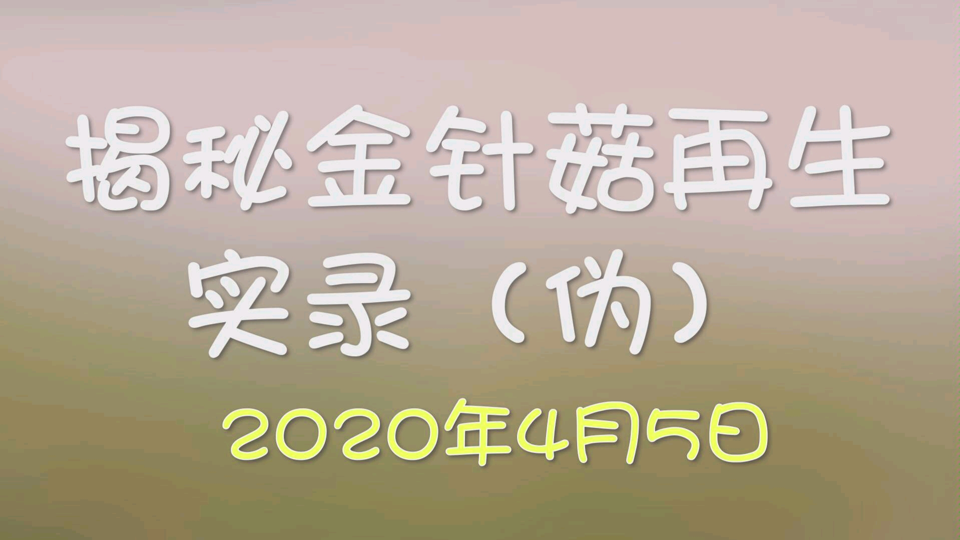揭秘金针菇再生实录